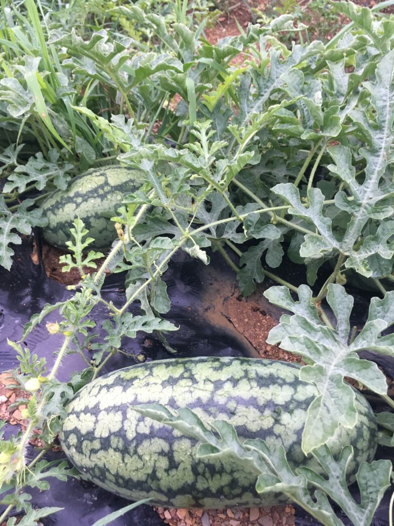 CSA Week 10 It's a Melon Takeover - Terra Fauna Farm