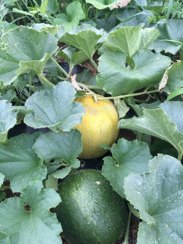 CSA Week 10 It's a Melon Takeover - Terra Fauna Farm