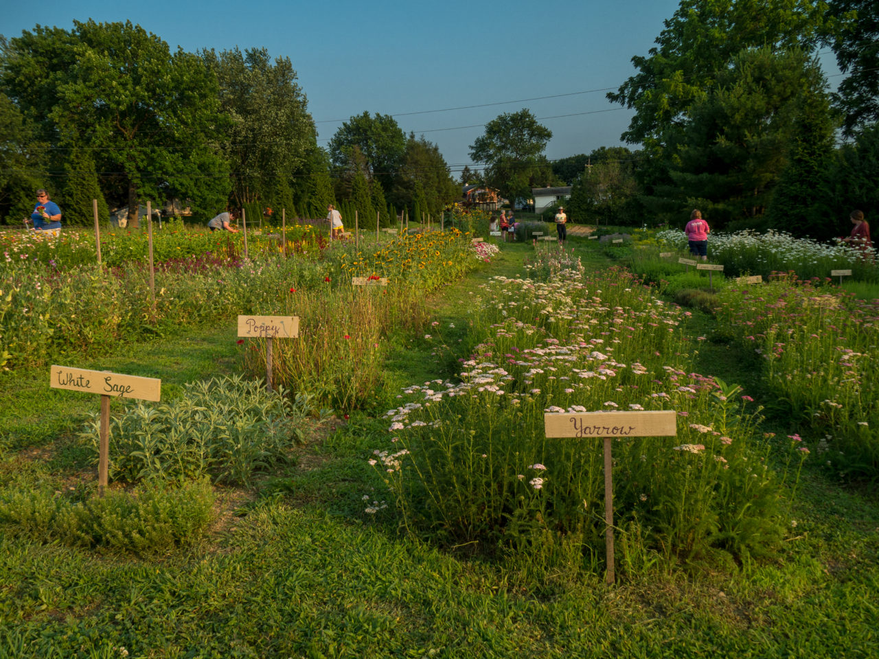 PYO Garden - Terra Fauna Farm